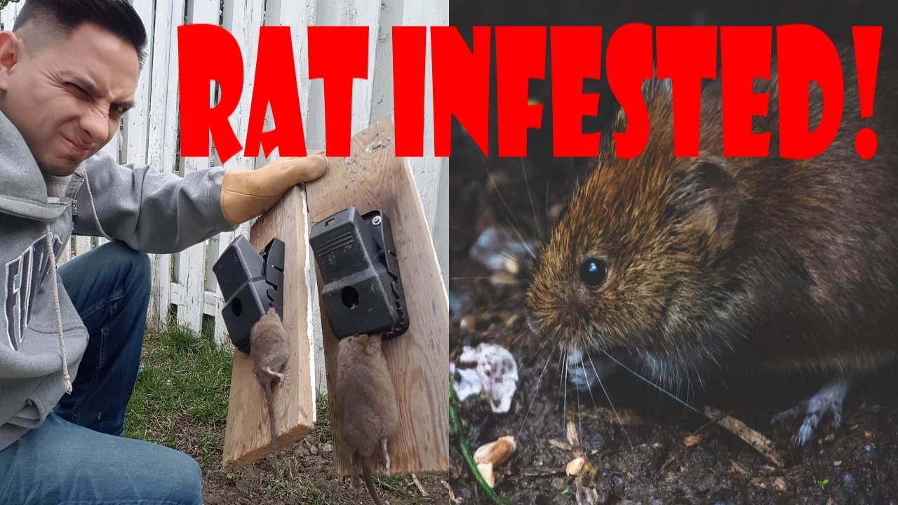 Rat Infested House! A BIG GROSS REAL ESTATE PROBLEM!!! - YouTube