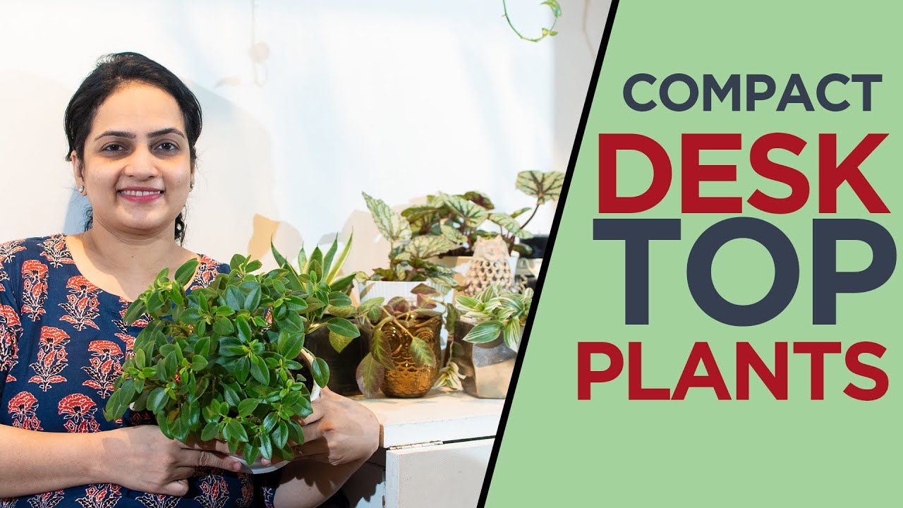 Compact Plants to keep on Table Tops | Desktop Plants for office ...