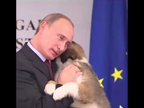 Putin e un cane.