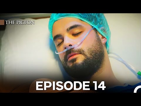 The Pigeon Episode 14 (English Subtitles)