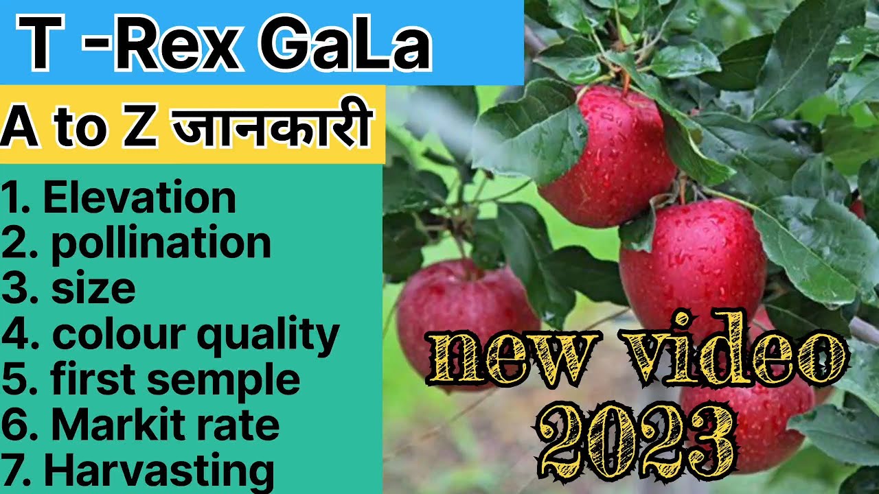 T-Rex gala Apple Verity ll Trex gala markit rate ll T-Rex gala ...