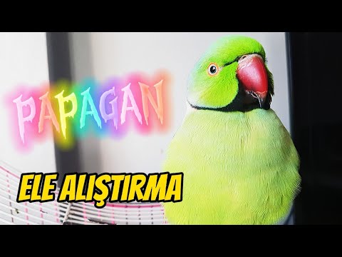 ZOR OLAN PAKİSTAN PAPAĞANI ELE NASIL ALIŞIR | Papağan nasıl eğitilir...