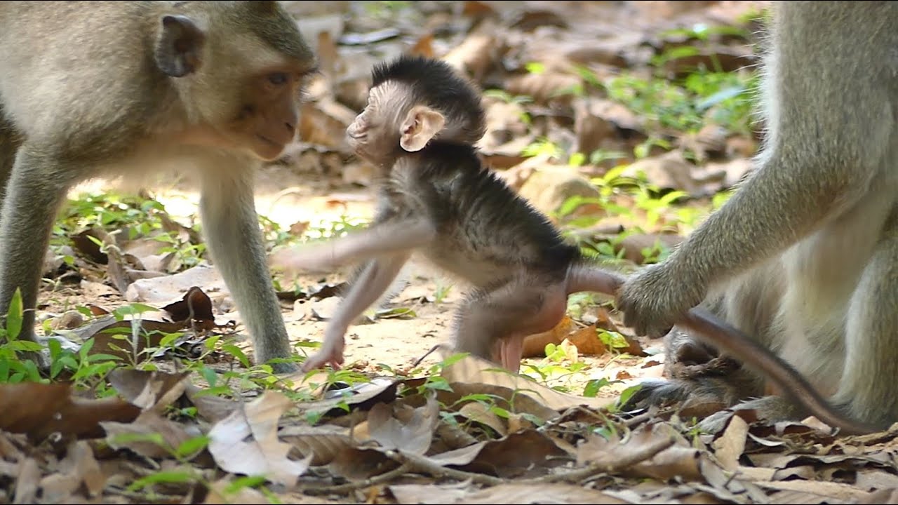 Sister Delena Take Time Talking With Baby Monkey Dillon But Not Much ...
