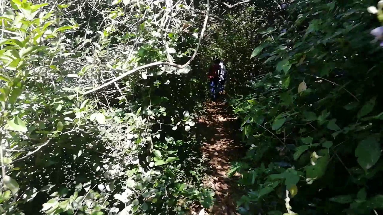 Gudium Forest - Trekking inside dense forest - YouTube