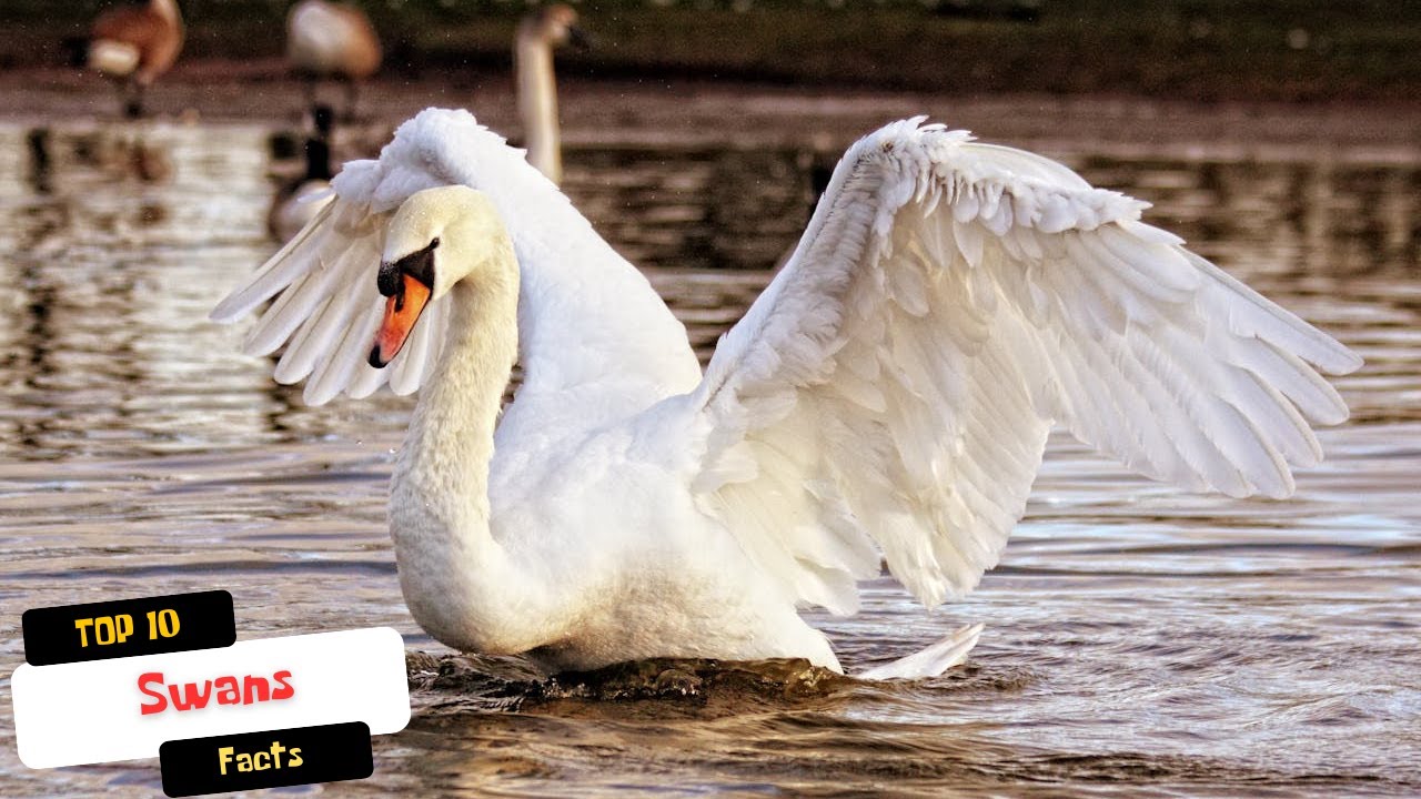 10 Fascinating Facts About Swans You Didn't Know! - YouTube