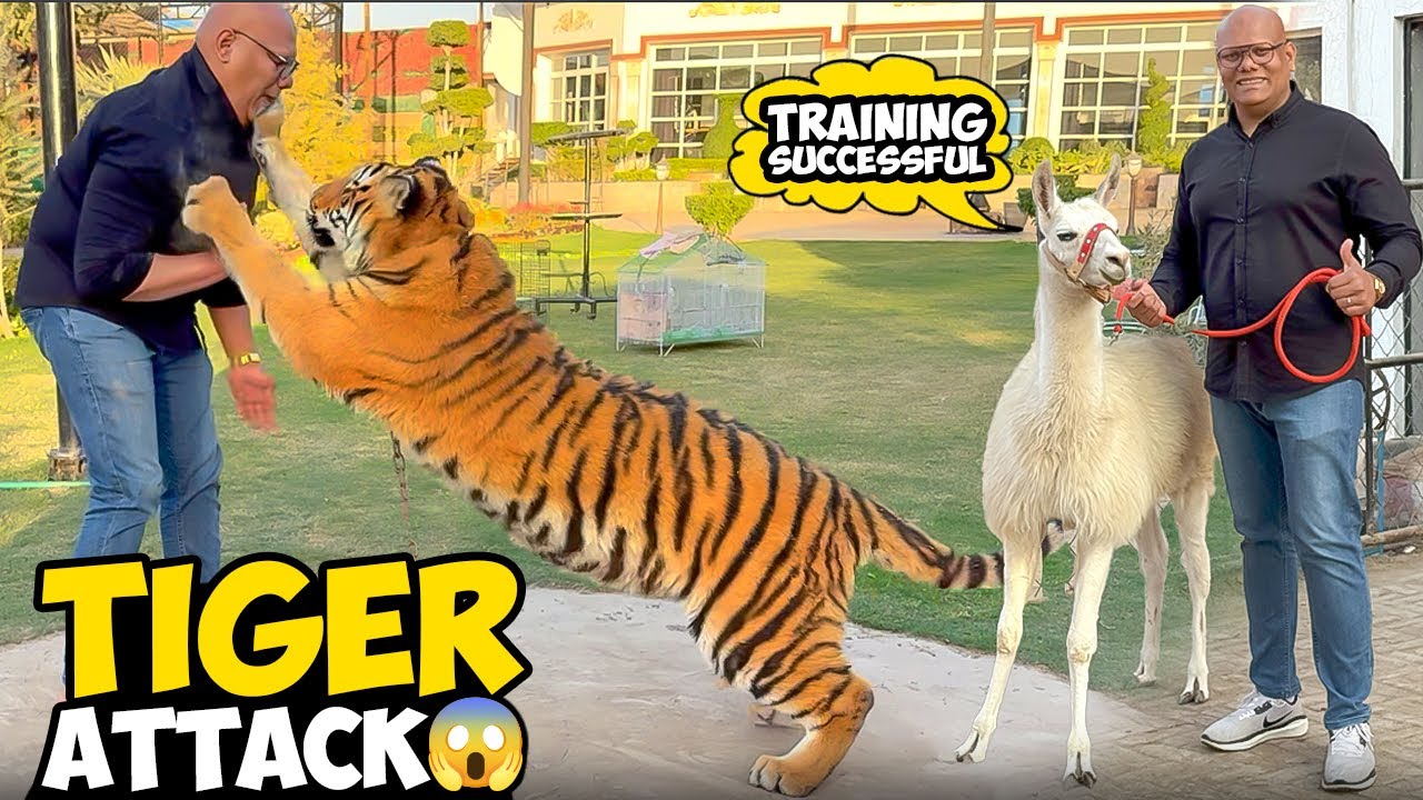 Tiger Ka Thapar Heavy Attack 🐅 - Training Llama Successful 🦙| BT Farm ...