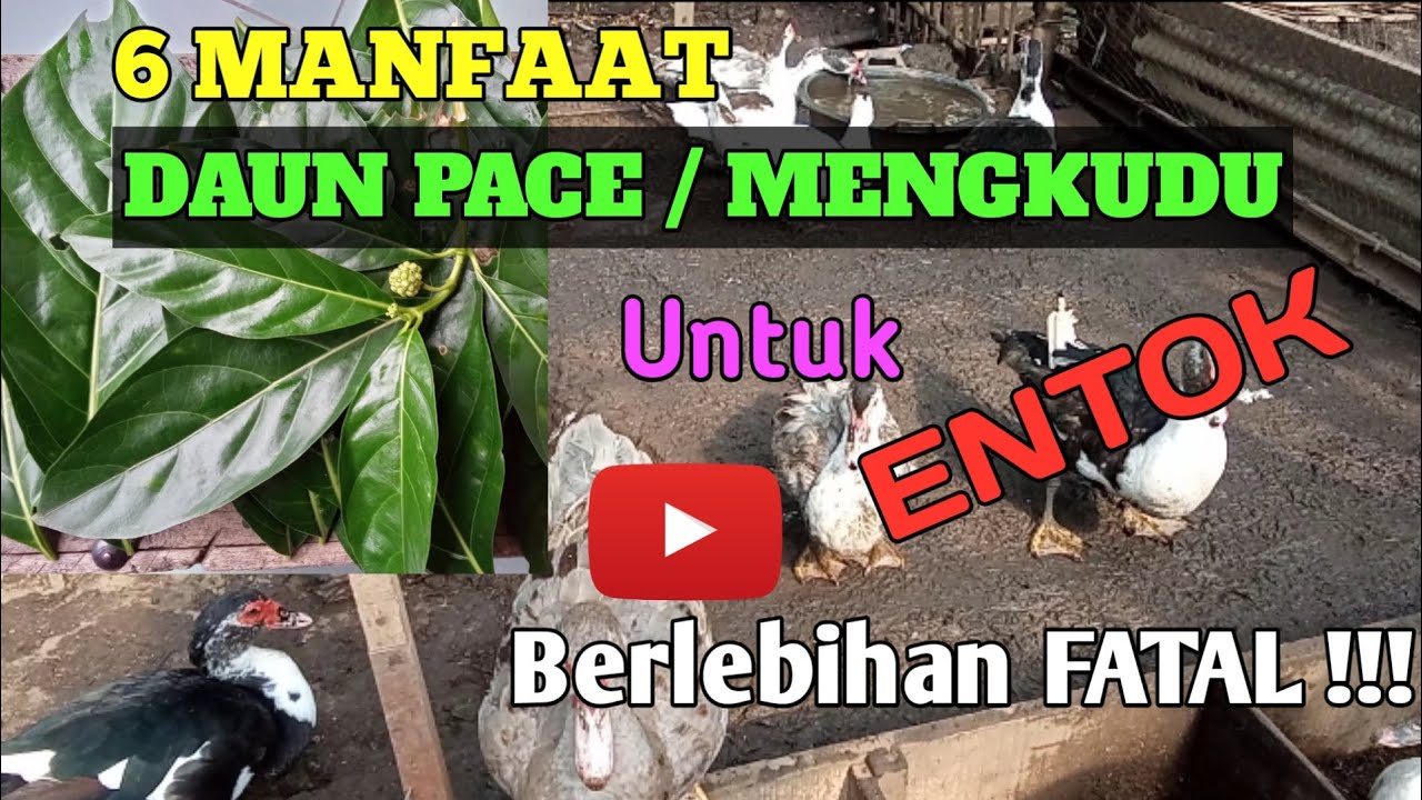 Daun PACE atau MENGKUDU untuk Entok || 6 Manfaat || Kenali pemakaian Ny ...