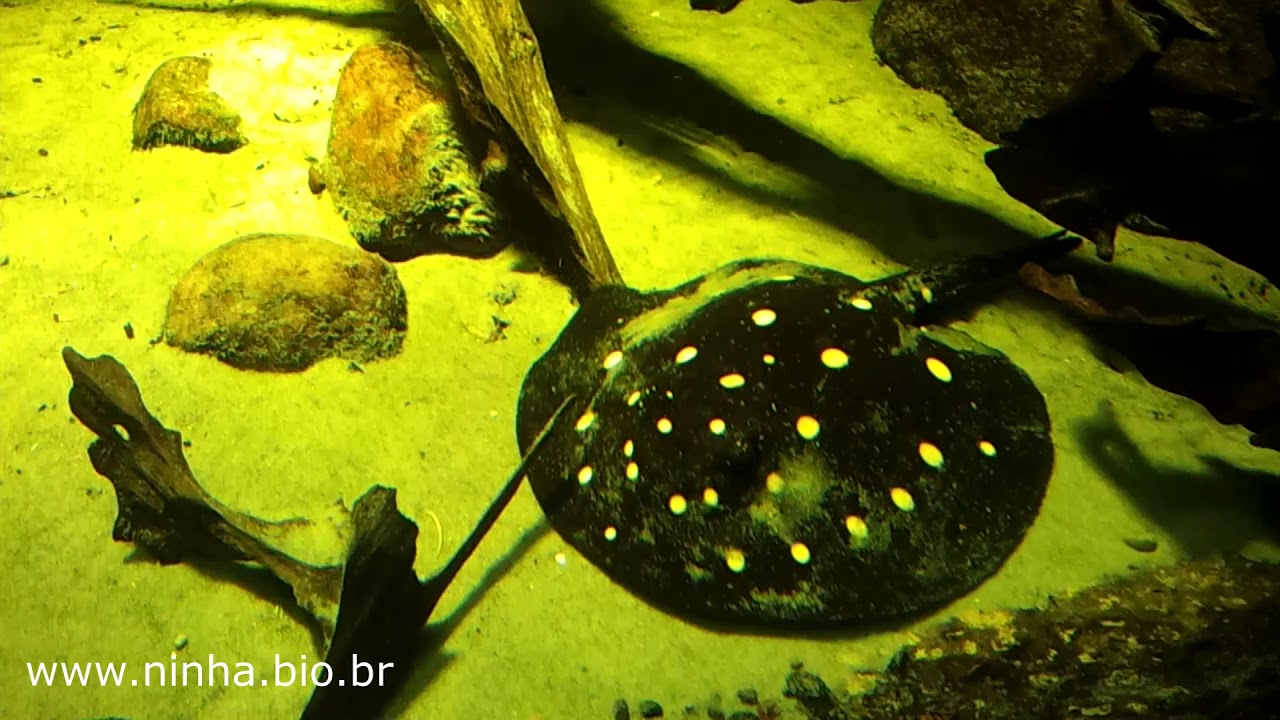 Arraia de Rio - YouTube