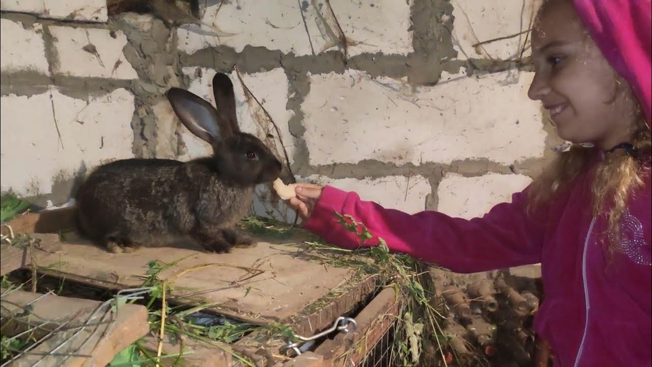 Юліана і кролик Youtube