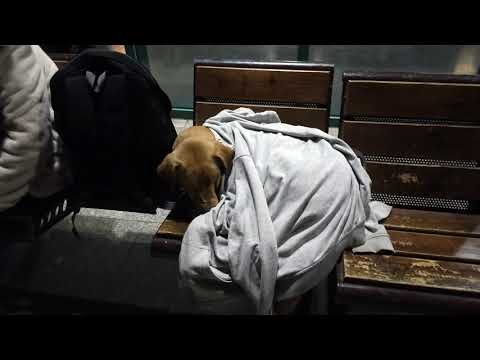 Otogarda üstünü örten köpek Emrah Çakar İzmr