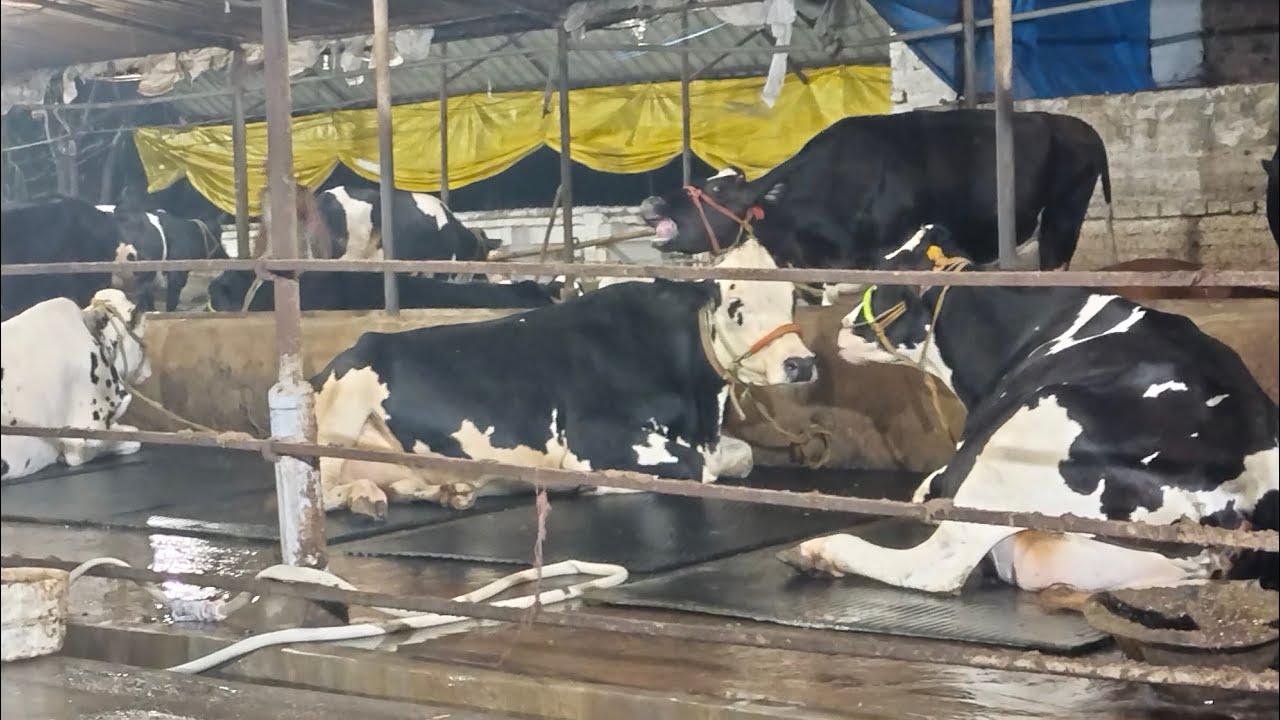 QnA Session @TDM Dairy | One Day Farm Training Preview - YouTube