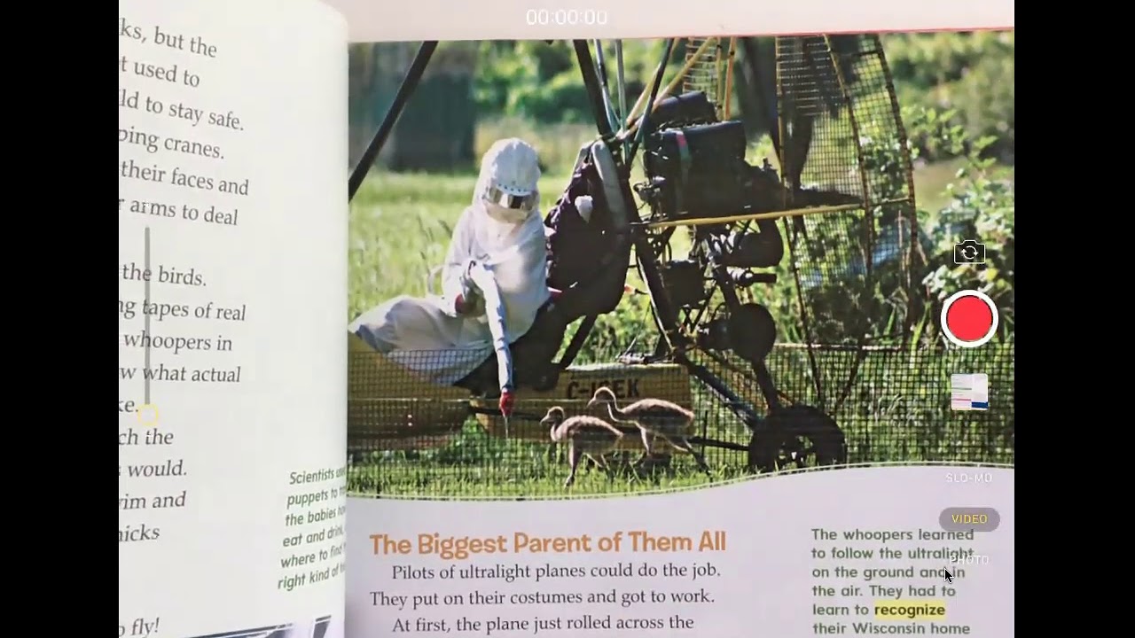 3rd Grade Whooping Crane Read Aloud - YouTube