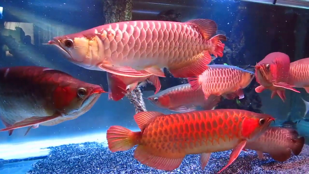Arowana Fishes aquarium - YouTube