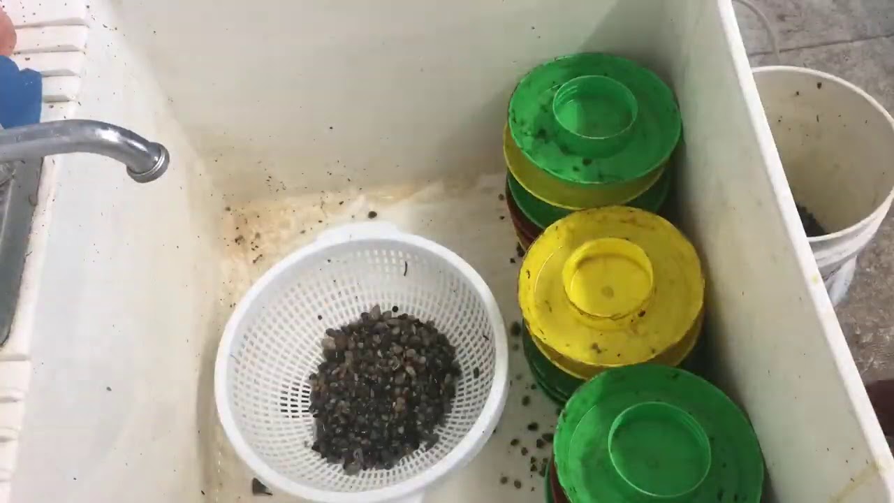 Cleaning cricket waterers by hand - YouTube