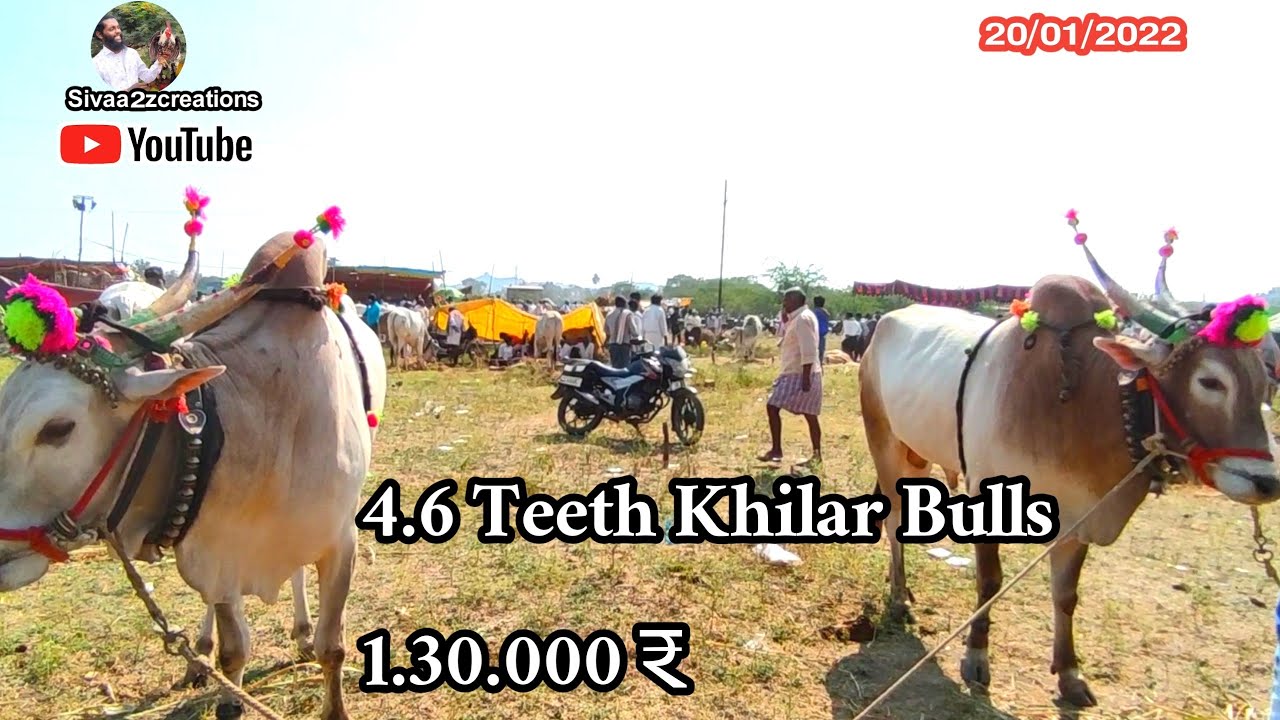 Super fast Khilar Bulls //Yemmiganur Khilar Cattil fair 2022/01/20 ...
