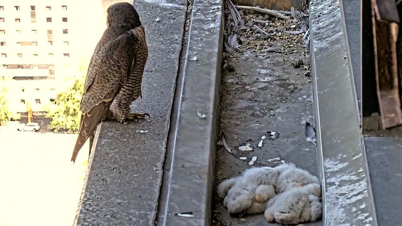 367 Collins Falcons~Here we go 🥰 All are fine & are sleeping in the ...