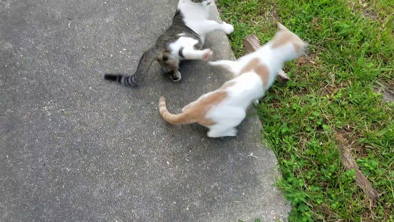 Cats picking on each other - YouTube