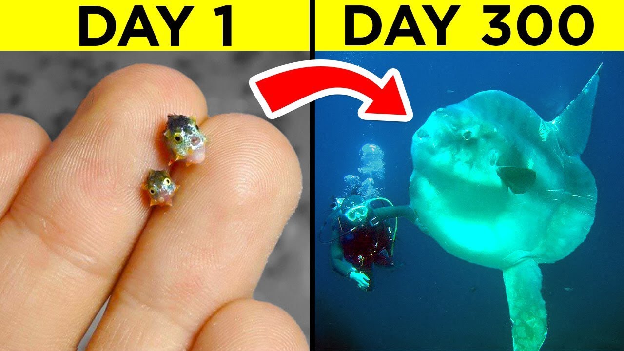 Incredible Animal TRANSFORMATIONS / top 10 - YouTube