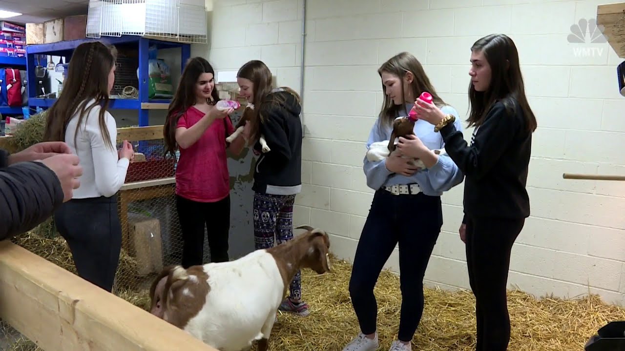 High school class cares for baby goats - YouTube