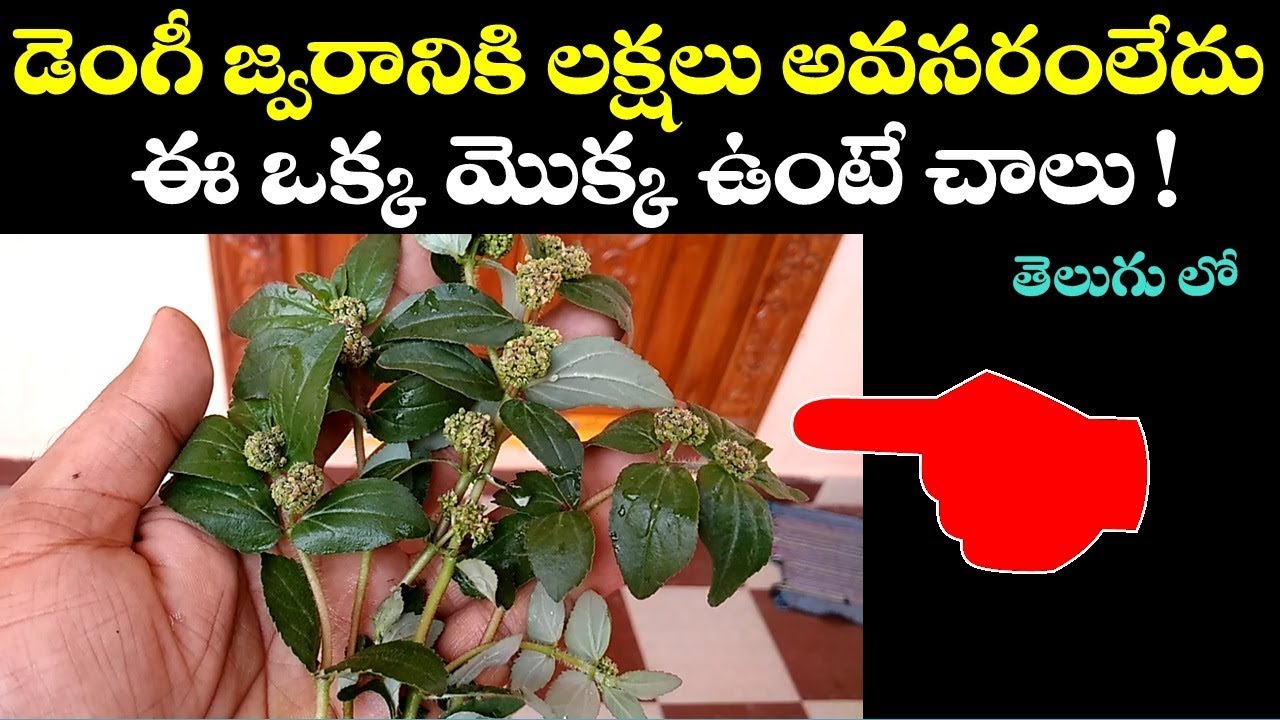 డెంగీ జ్వరానికి లక్షలు అవసరం లేదు ఈ ఒక్క మొక్క చాలు! || Reddyvari nanu ...