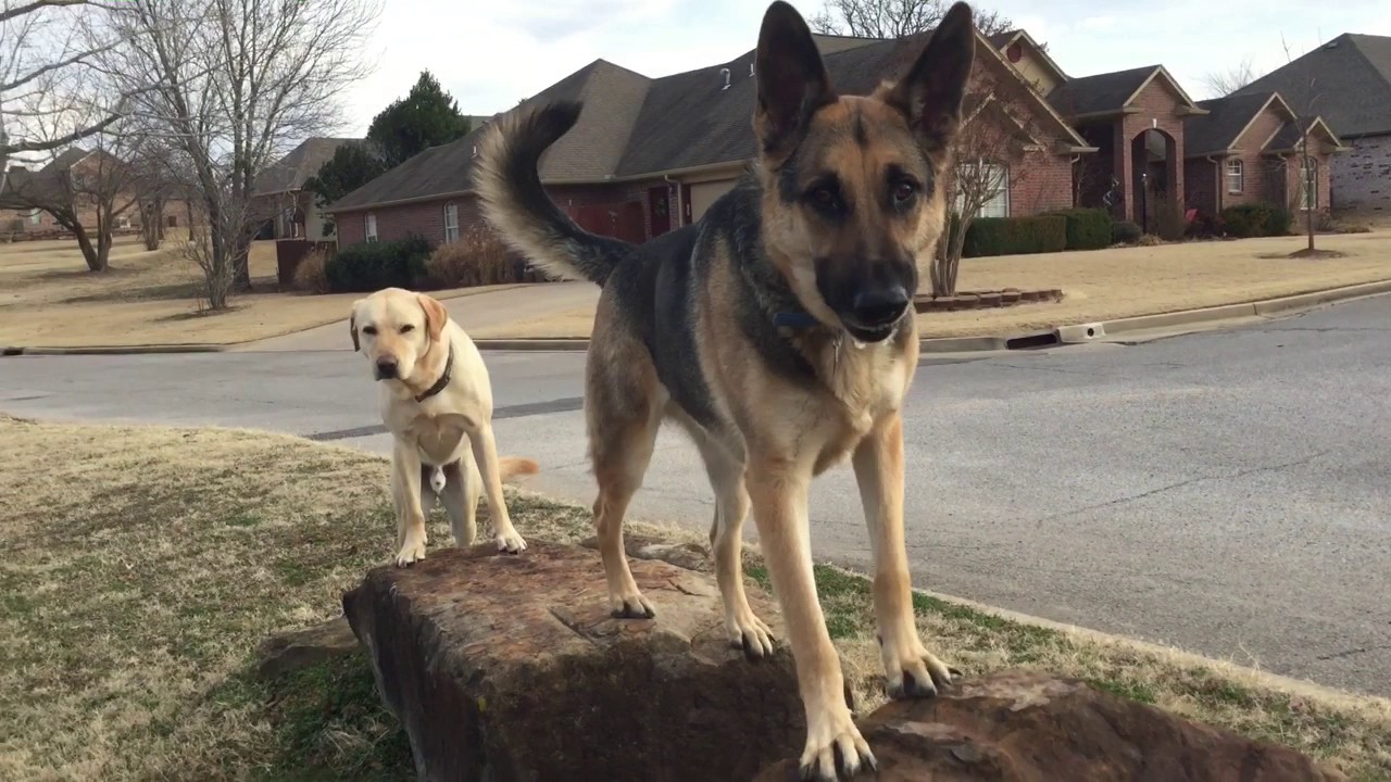 Training the Neighbors Dog! (Odin's Best Friend!) - YouTube