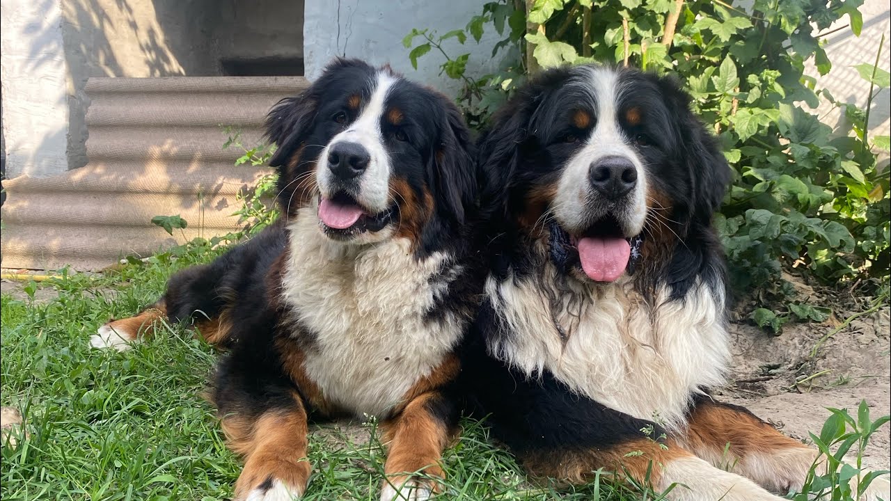 berner sennenhund; bernsky salasnicky berner sennenhund bernsky ...