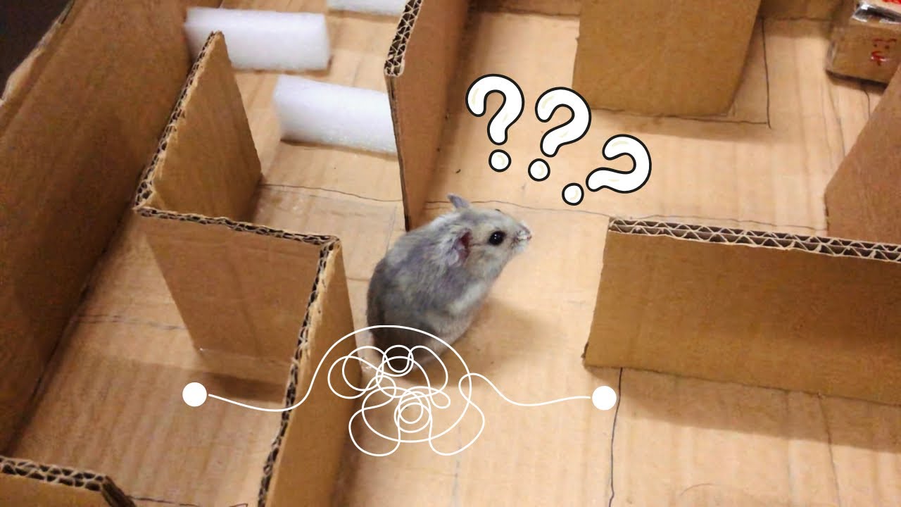 My Hamster's First Maze: A DIY Project - YouTube