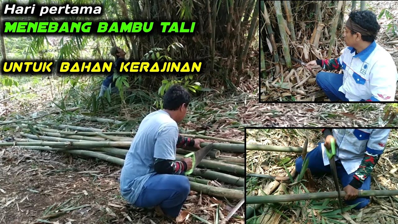 Hari pertama ...Menebang bambu tali untuk bahan kerajinan tangan dari ...
