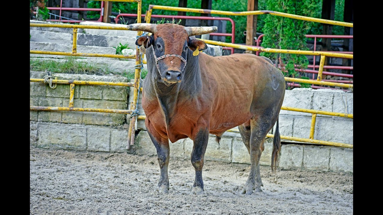 CHECA COMO REPARA ESTE TORO!! Los Toros Tsunamis En La Plaza Mexico De ...