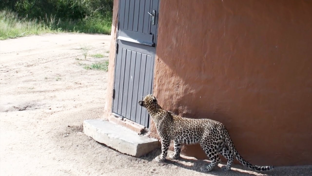 Lots of LEOPARDS, a WILD DOG den and LIONS. - YouTube