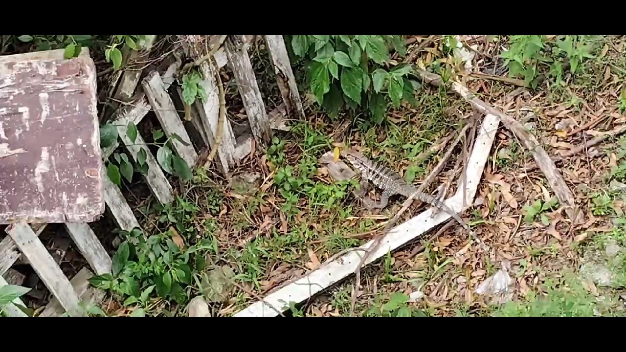 trageto até são Miguel paulista + olha só o animal q vir| Josan Ribeiro ...