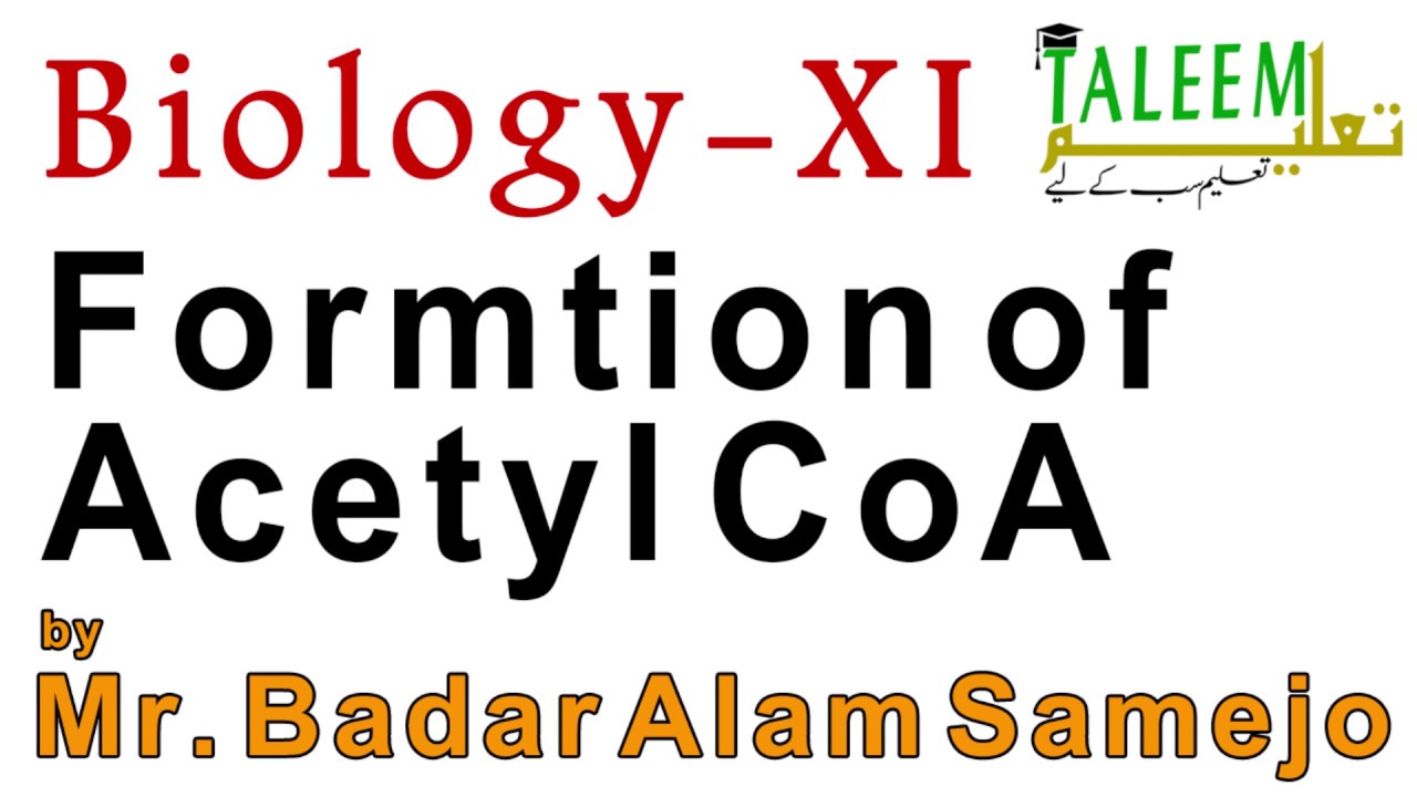 Biology-XI | Formtion of Acetyl CoA | Mr. Badar Alam Samejo. - YouTube