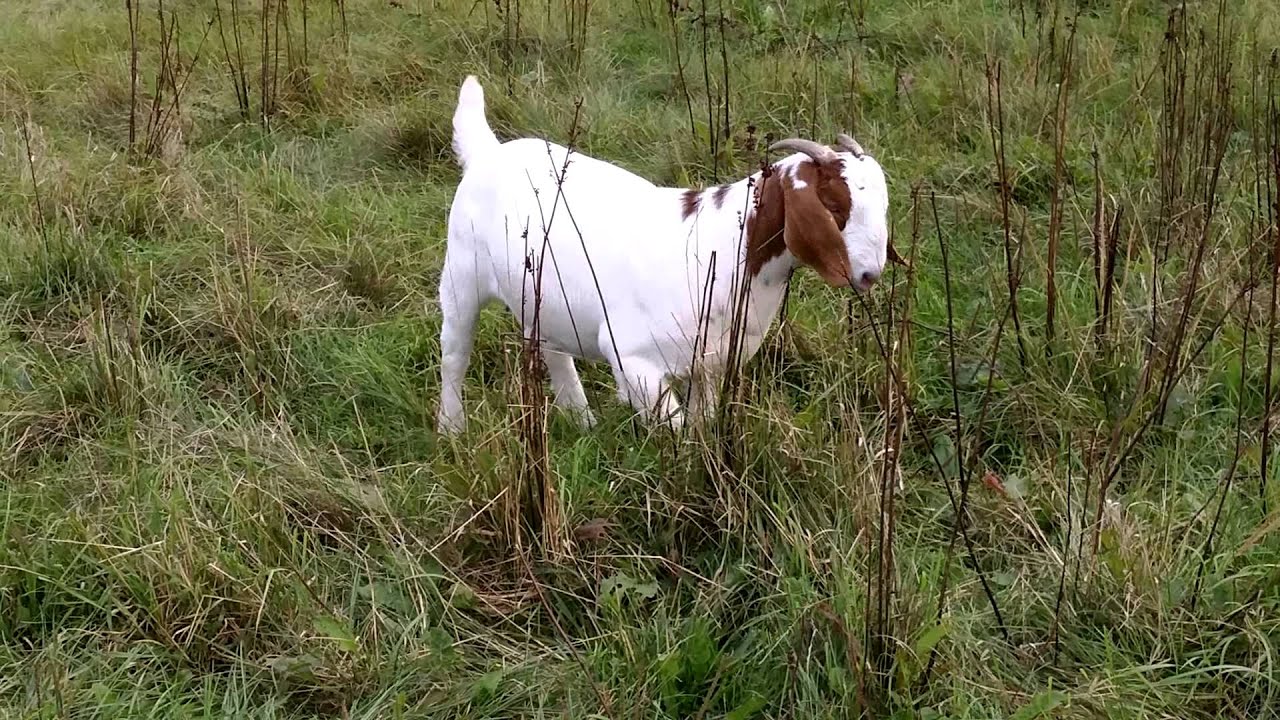 CATS EYE - DODGERS BOER GOATS - YouTube