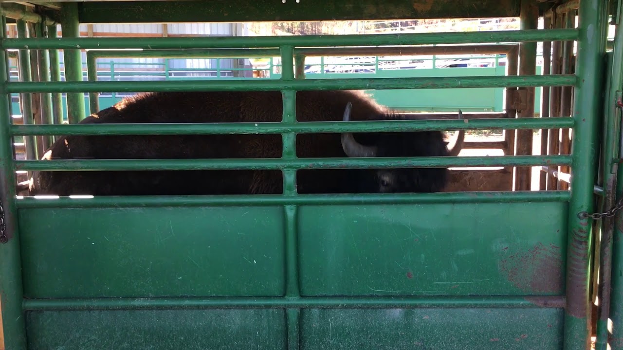 Buffalo in the Chute - YouTube