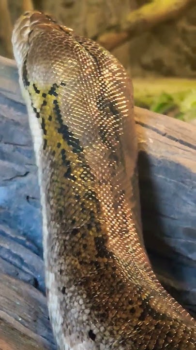 Reticulated python (Malayopython reticulatus) is the longest snake in ...