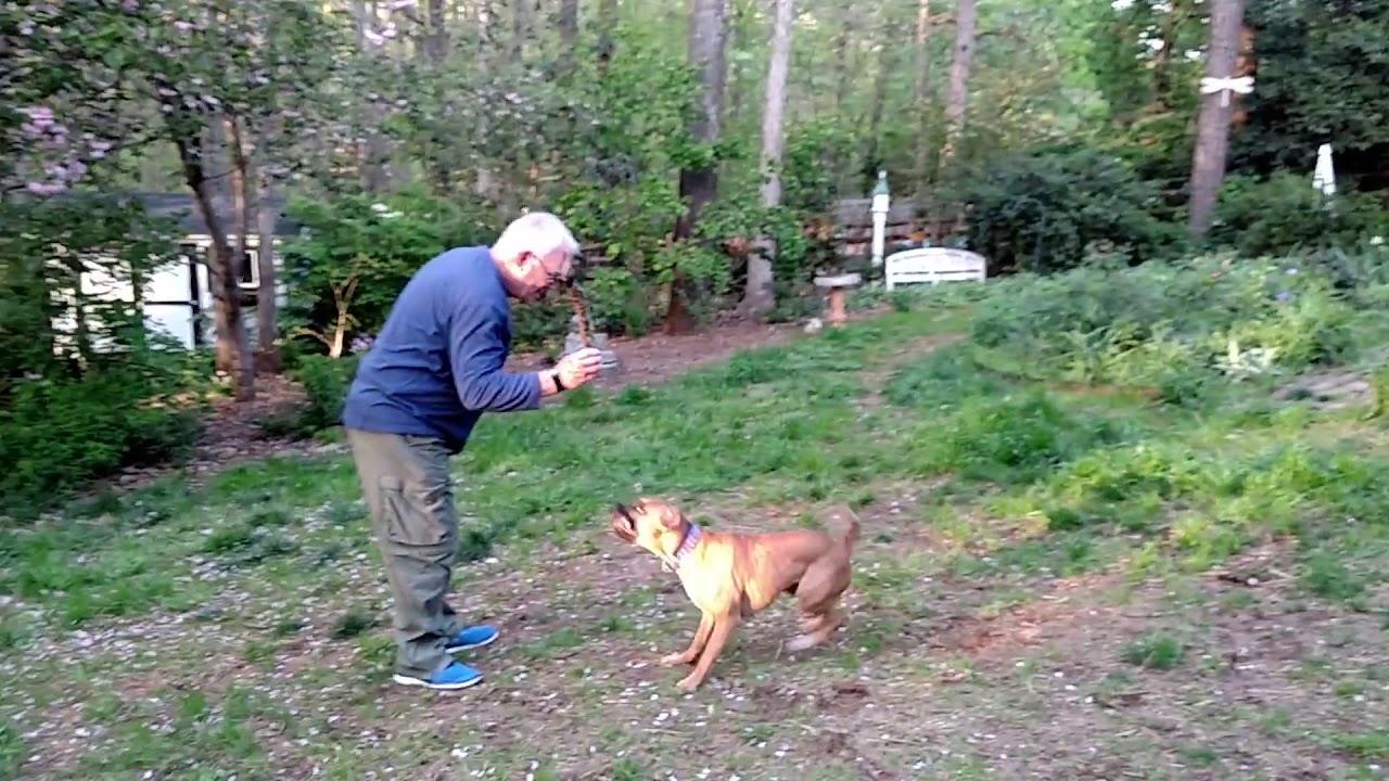 You Lucky Dog Rescue: Starling - YouTube