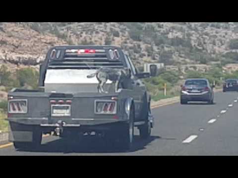 Dog riding on the back of an open bed truck