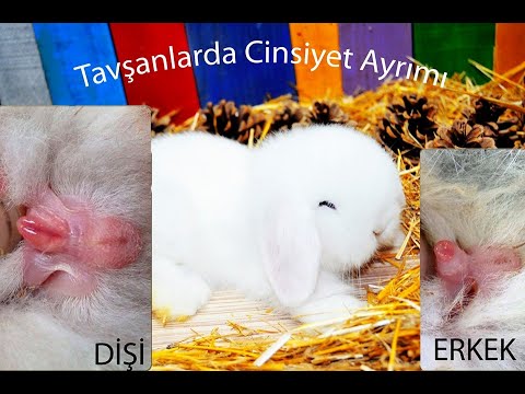 Yavru ve Yetişkin Tavşanlarda Cinsiyet Ayrımı. / Gender Discrimination in Rabbits