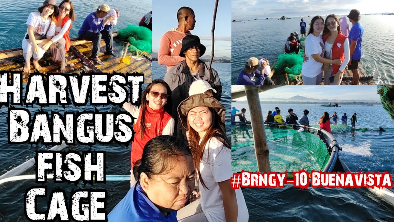 Harvest Bangus fish Cage #SLP project #Brngy-10 #malakiexplorervlogs # ...