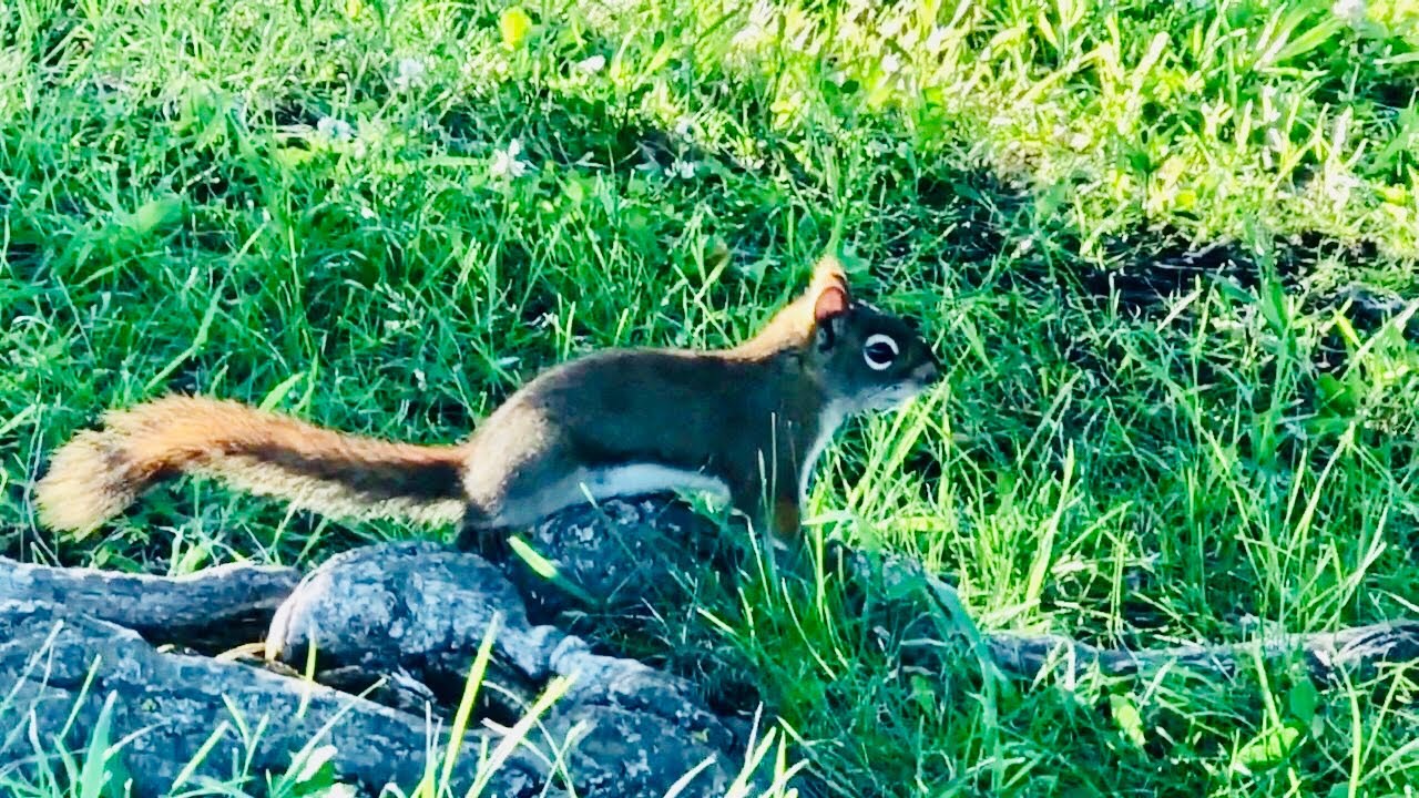 Cute little squirrel playing and hopping in the park - YouTube