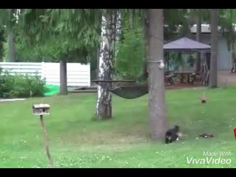 Sincap a bulaştığına pişman olan kedi.. ganevez.