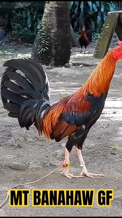 MT BANAHAW GAMEFARM PERFECTION ROUNDHEAD TORNADO HATCH - YouTube