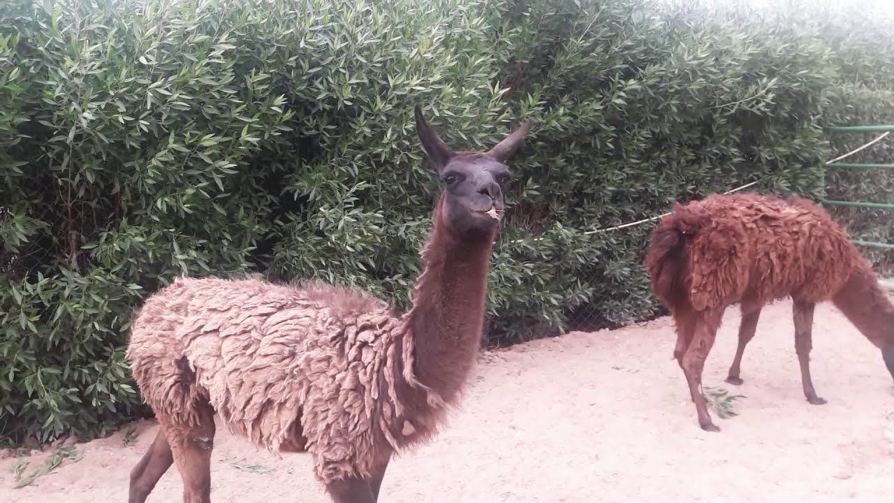 Abdaly farm . #bluelakefarmkuwait ##Abdalyfarmkuwait # ...