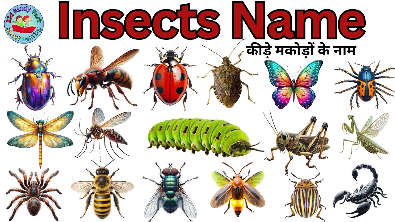 Insects Name in Hindi | कीड़े मकोड़ों के नाम हिंदी और इंग्लिश में ...