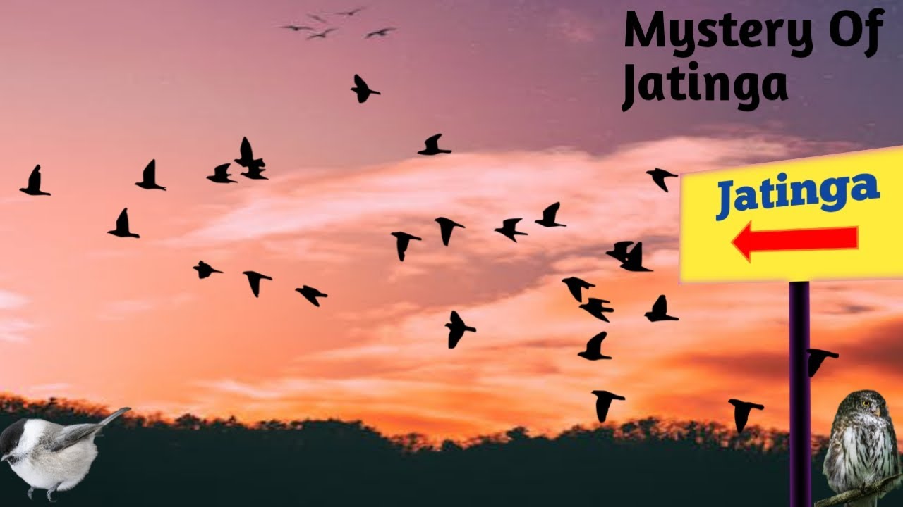 Jatinga Valley Mystery 😨 - YouTube