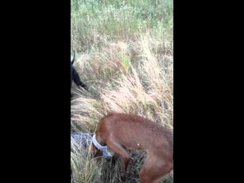 Oxota na barsuka VKO