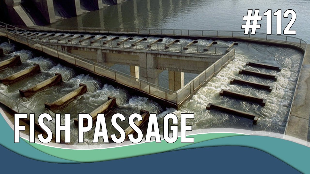 Something's fishy: considering fish passage in hydraulic designs - YouTube