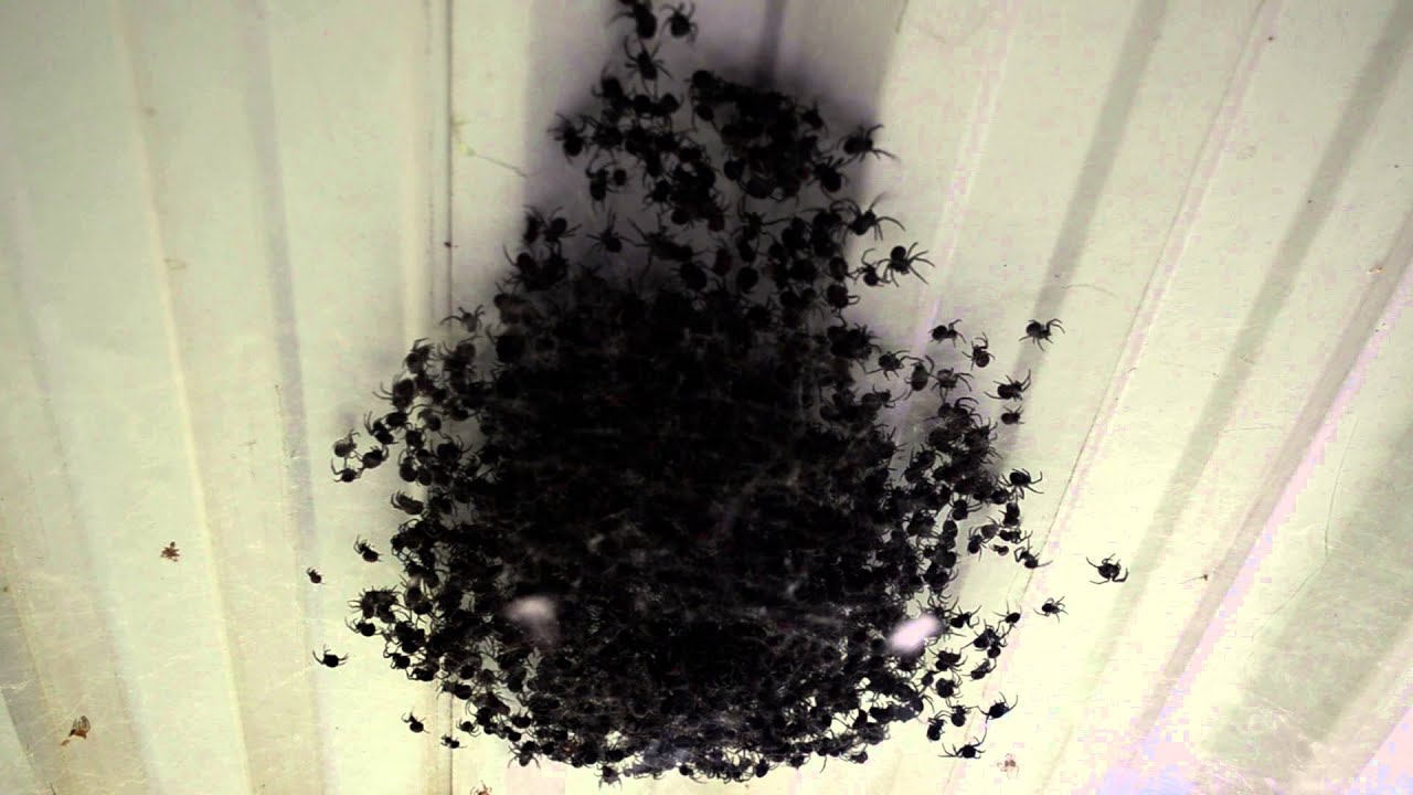 Spider Invasion II (Invasión de Arañas 2) - YouTube