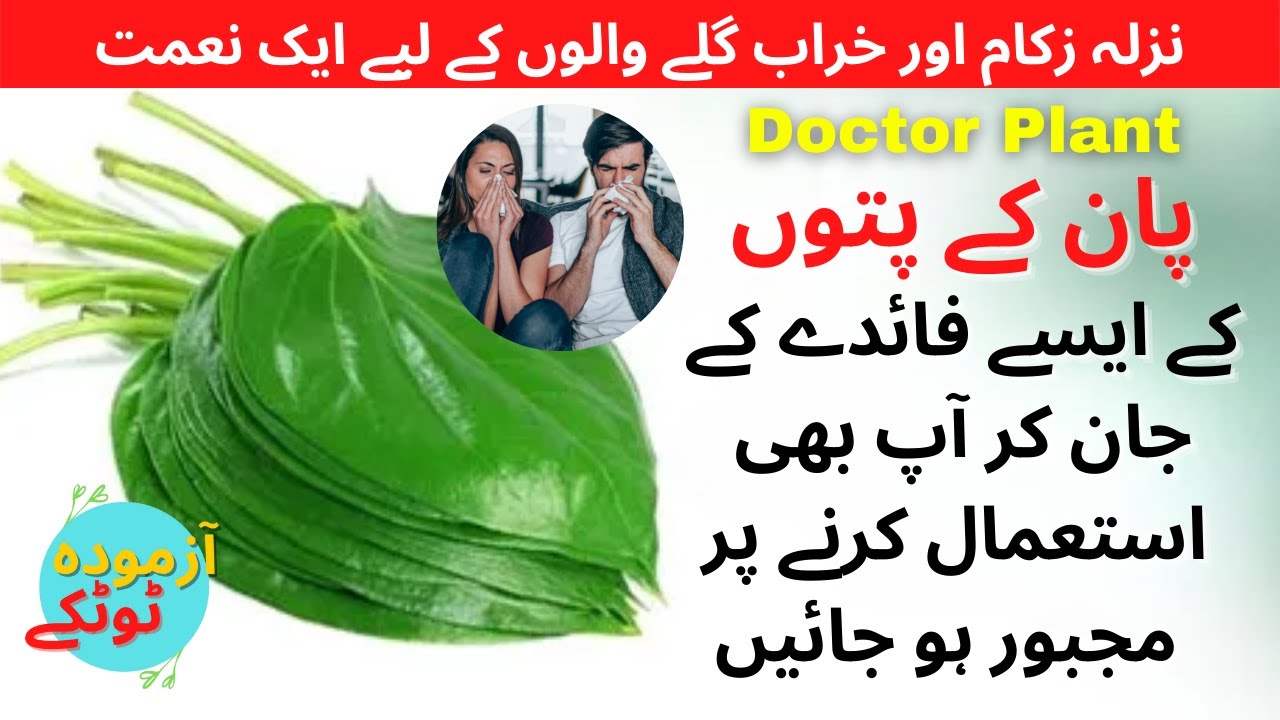 Nazla Zukam aur Pan ke patte ke fayde - Betel Leaf Benefits - YouTube