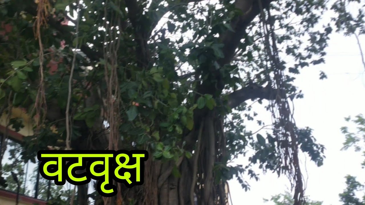 वटवृक्ष।वडाचे झाड।Banyan tree।वड।वडाच्या झाडाची माहिती। Vadache zad| वट ...